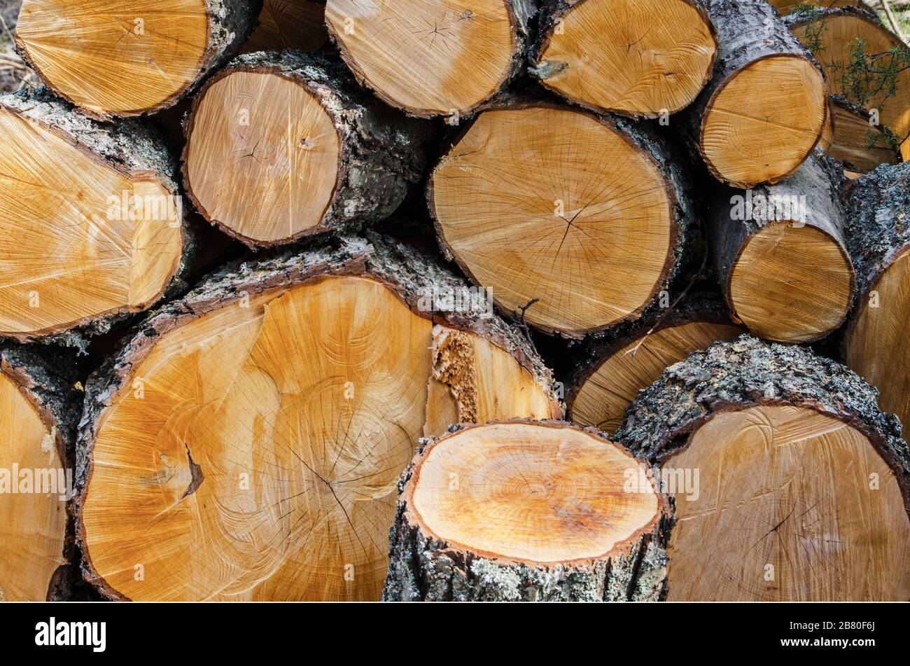 Closeup overhead shot of lumbers during daytime Stock Photo - Alamy