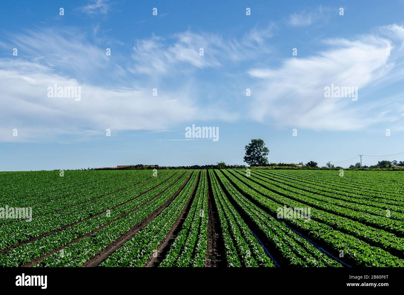 Vast green field with plants during the daytime Stock Photo - Alamy