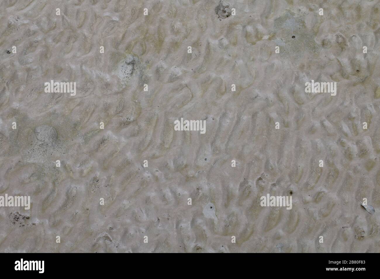 mud of mangrove forest for background texture soil wet Stock Photo - Alamy