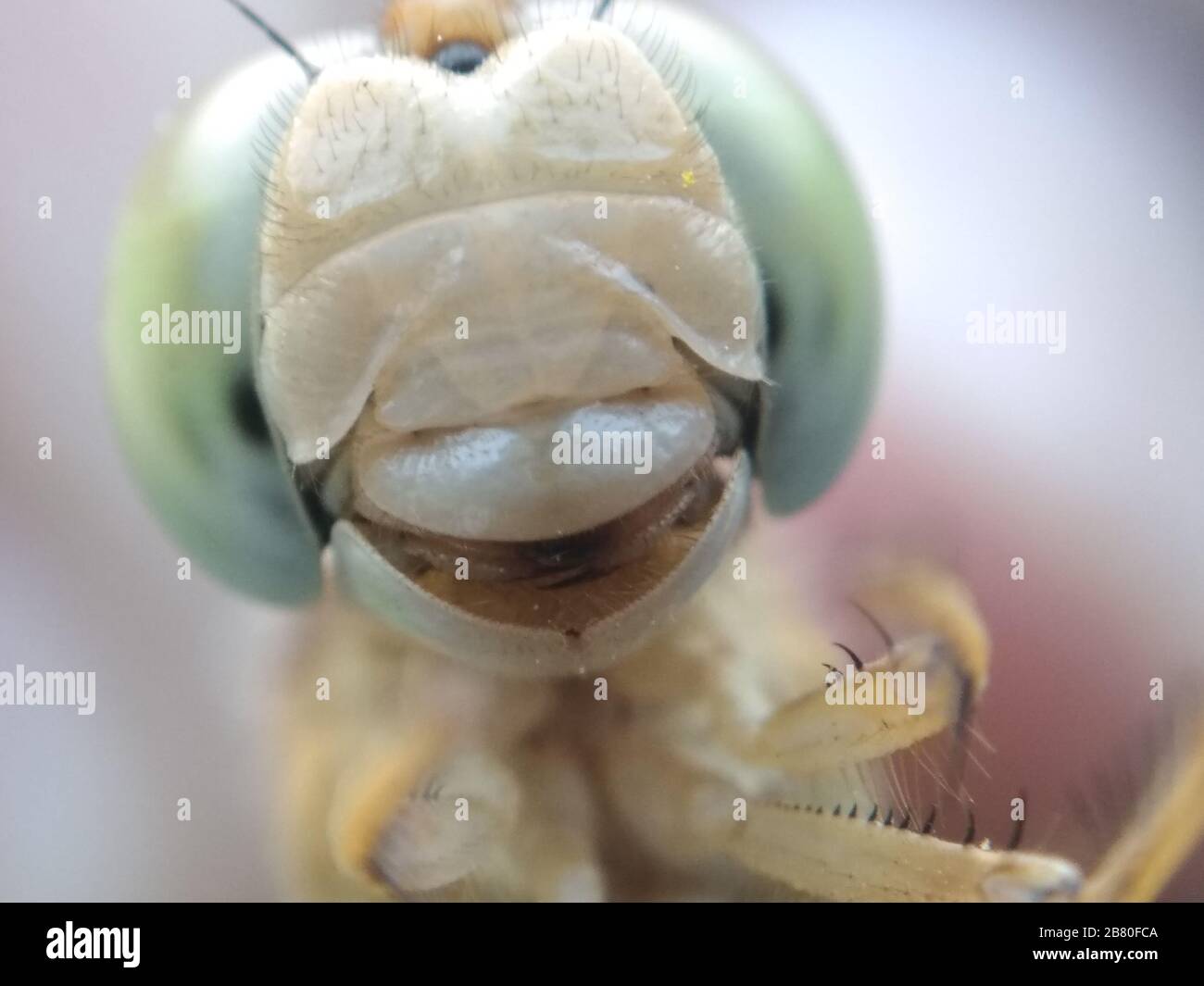 Dragon vector image hi-res stock photography and images - Alamy