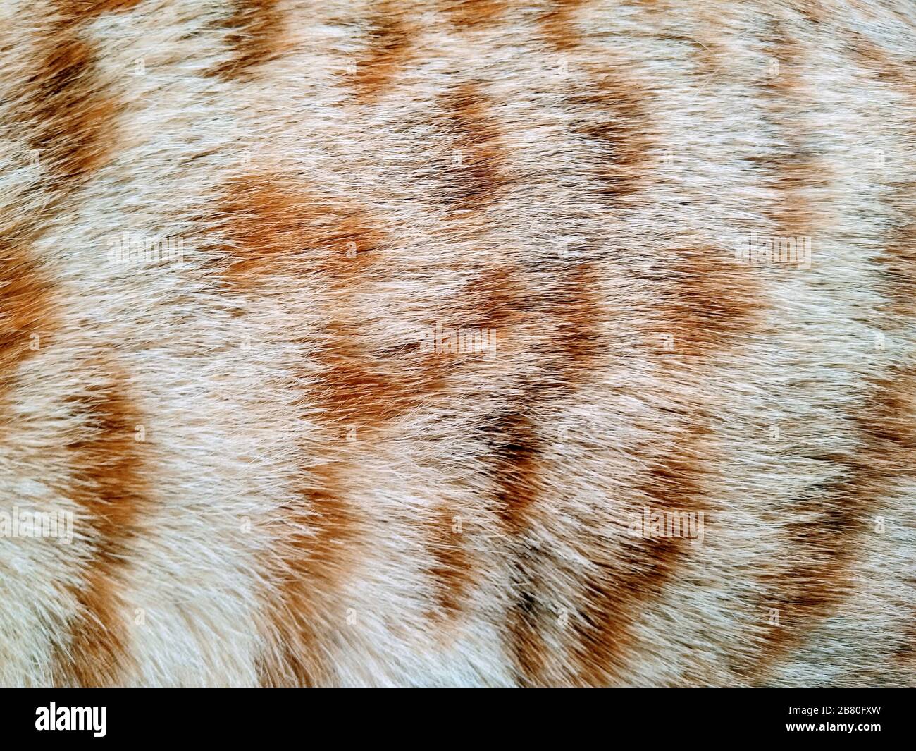 A picture of cat hair Stock Photo - Alamy
