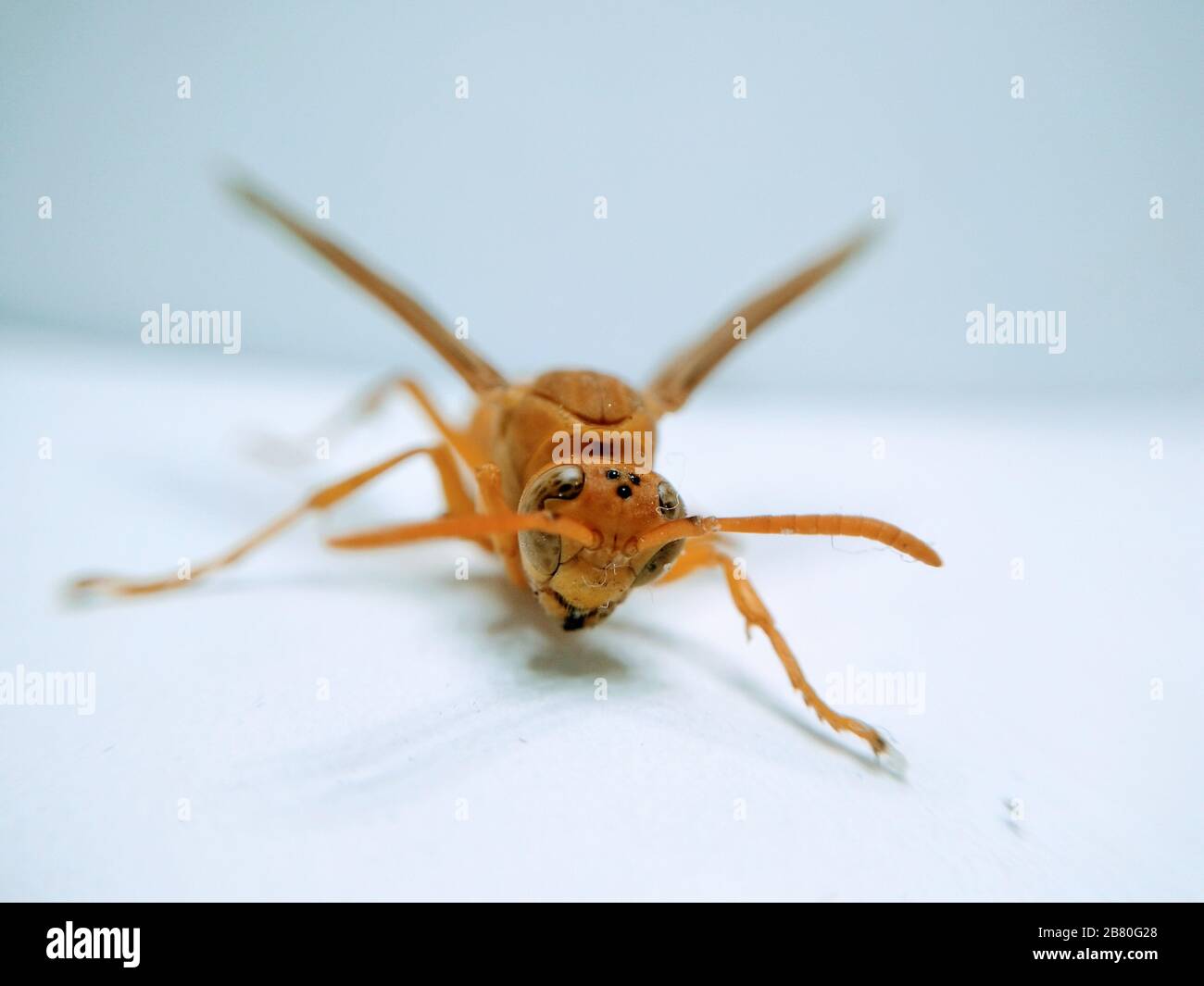 A picture of wasp Stock Photo - Alamy