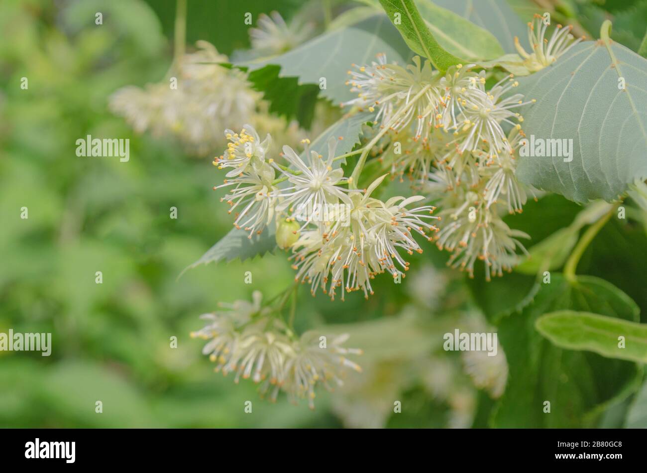 Blooming linden tree. Linden flowers background. Lime tree in bloom ...