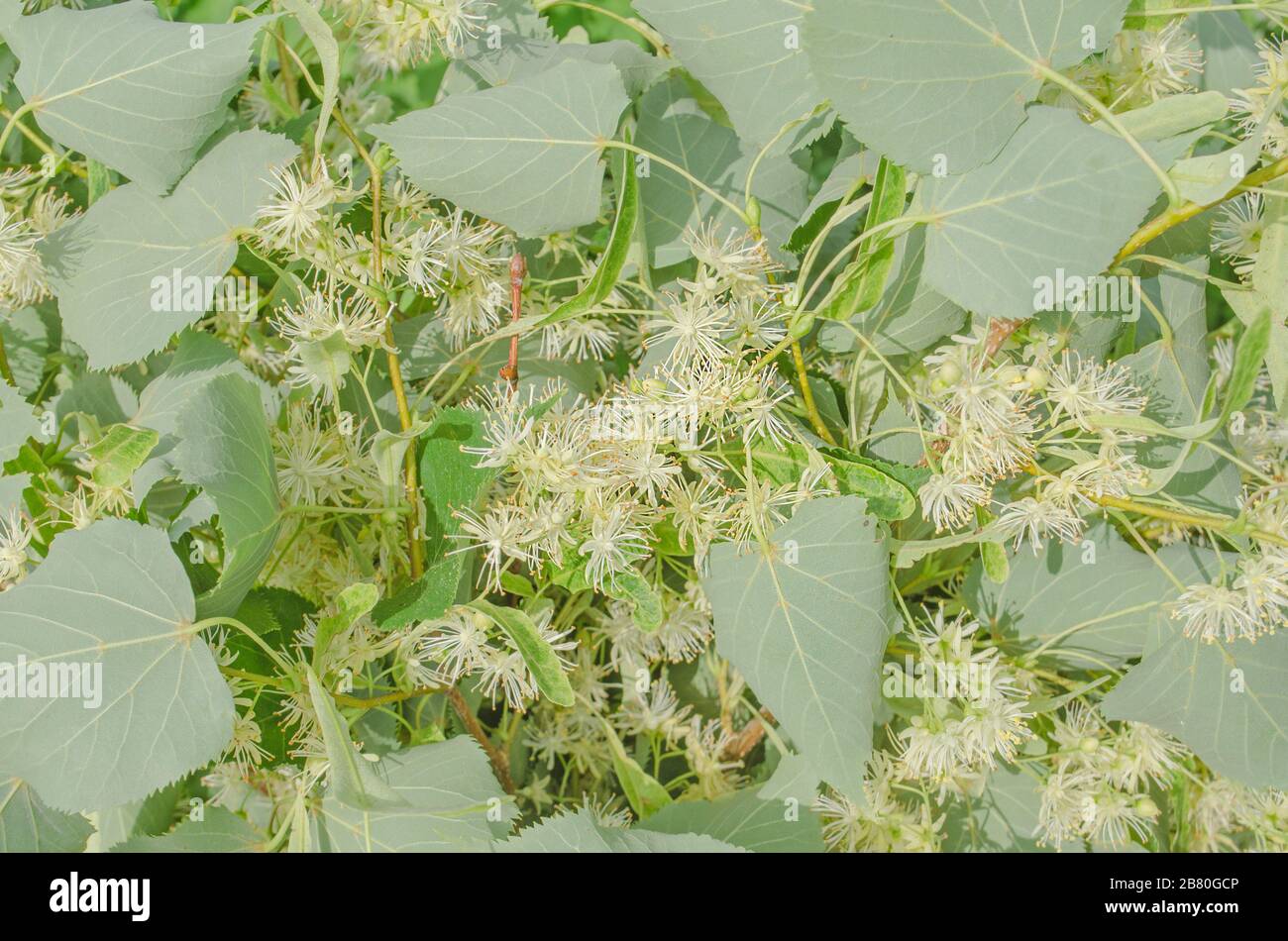 Blooming linden tree. Linden flowers background. Lime tree in bloom ...