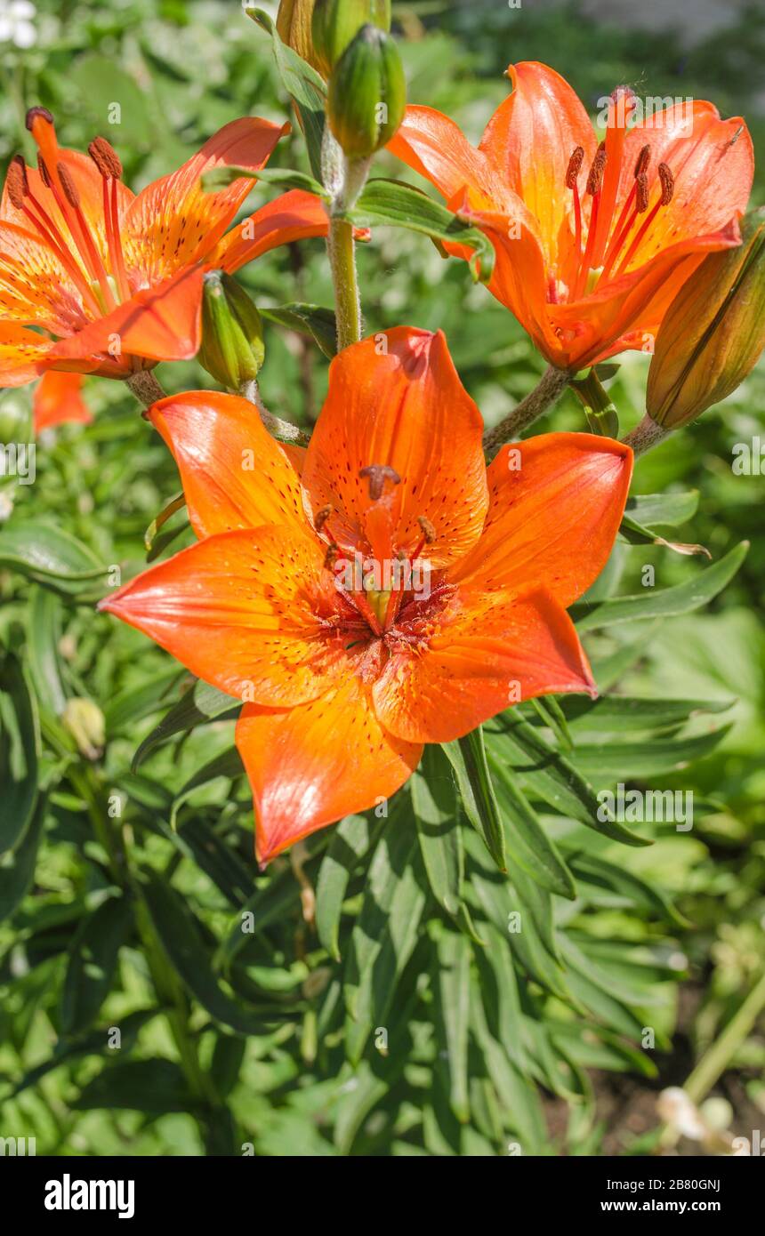 Starfish flowers hi-res stock photography and images - Alamy