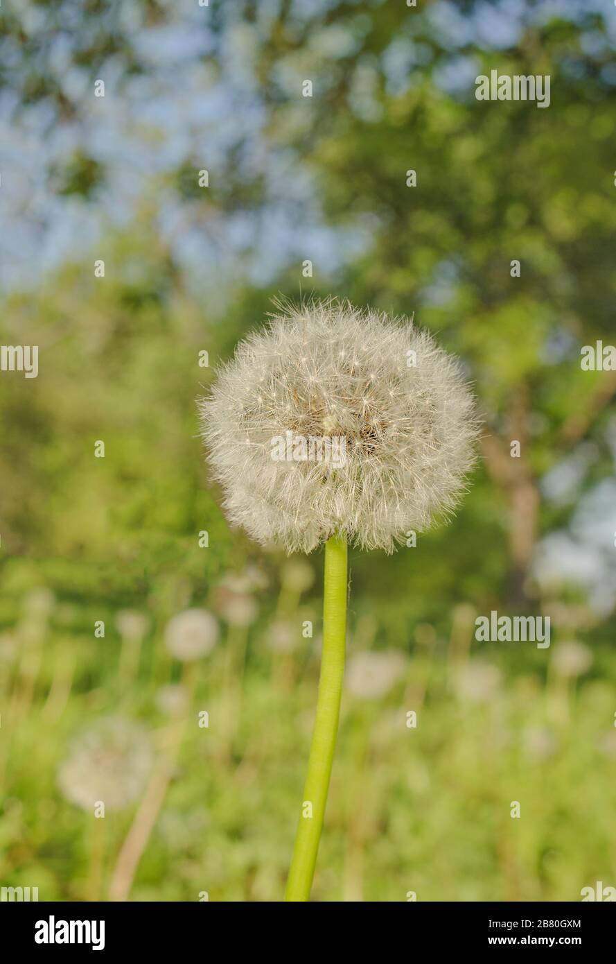 Dandelion fuzz swelled. Dandelion seeds blowing away across a green ...