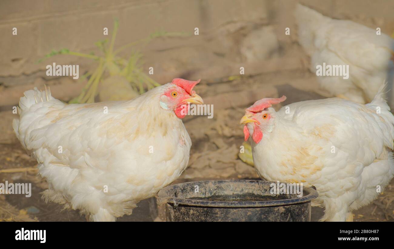 Portrait of a white chicken outdoor. White hen on the green grass ...