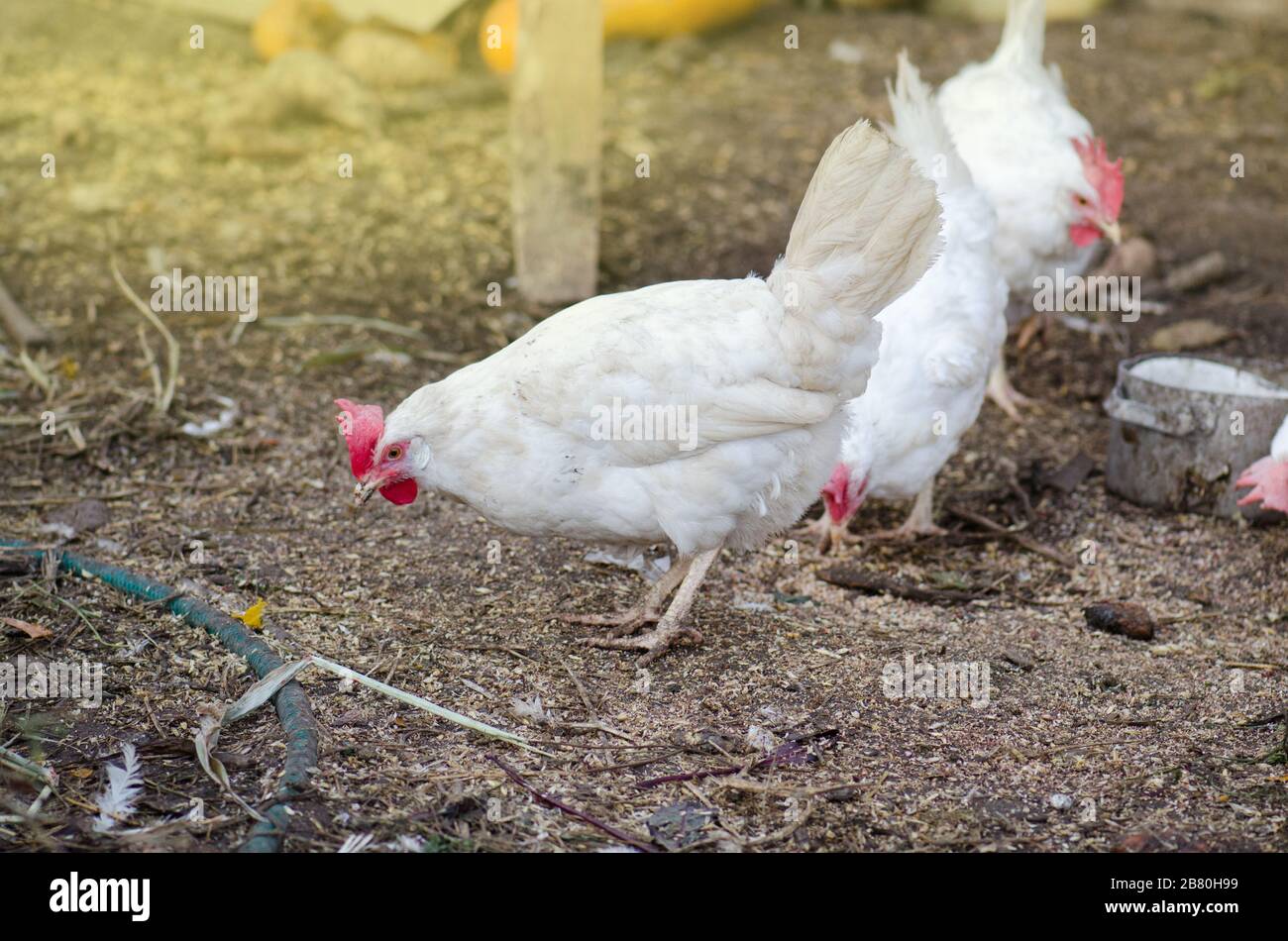 Hen in field organic farm. Nature outdoors farm. White hen in a ...