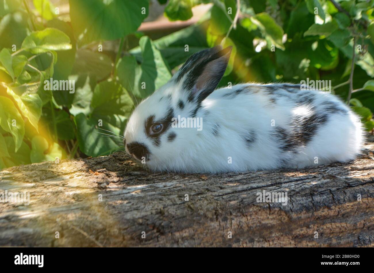 Black and white rabbit. Young cute bunny rabbit with fluffy hair Stock ...