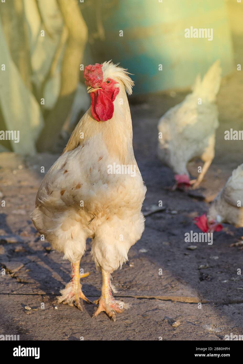 Rooster in bio farm. Free range chicken in the farm yard. Chicken in a ...