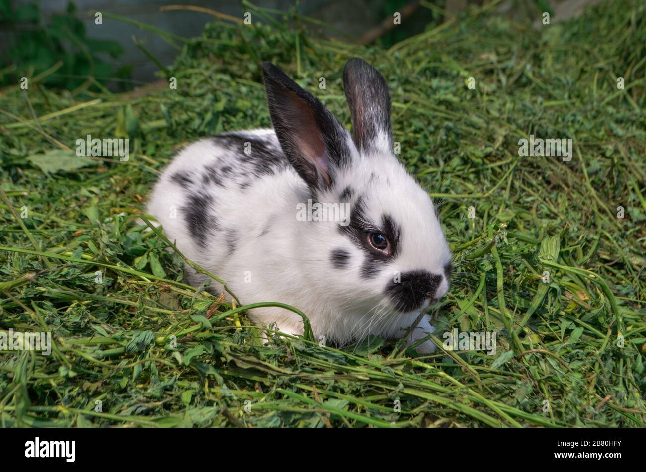 Black and white rabbit. Young cute bunny with fluffy hair Stock Photo ...