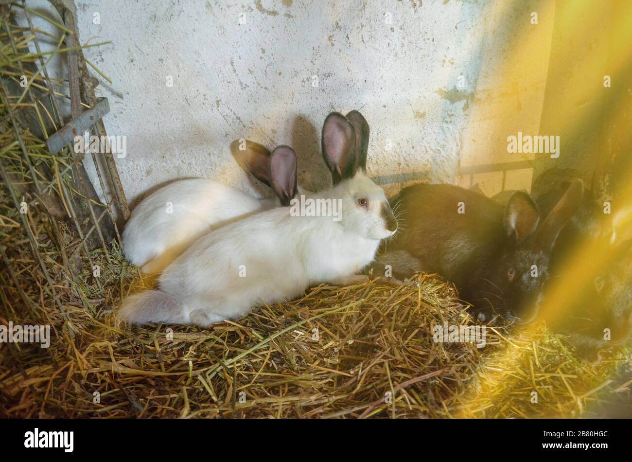 Black and white rabbit сlose up. Young cute bunny with fluffy hair on a ...