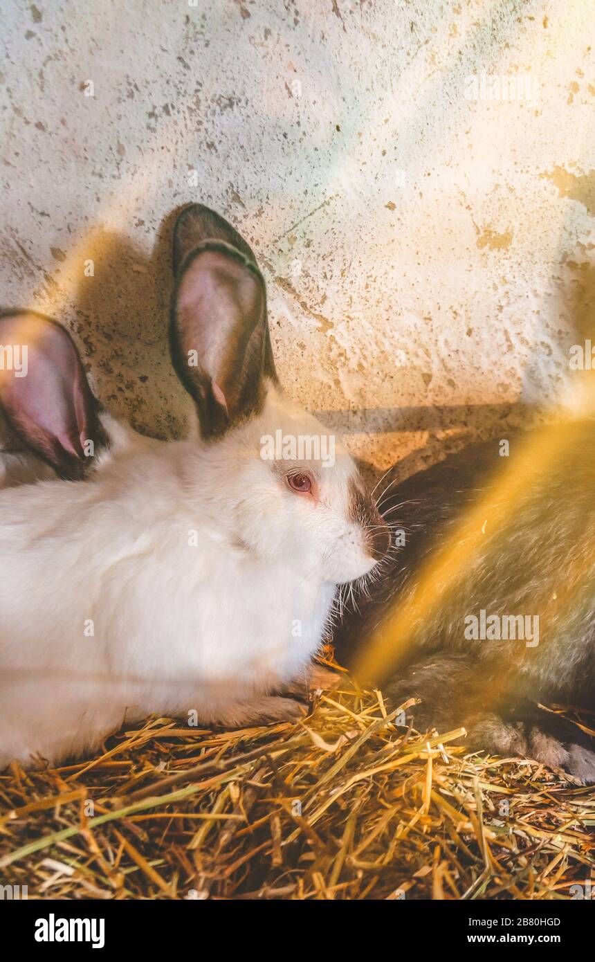 Cute bunny with fluffy hair. Black and white rabbit on a dry grass or ...