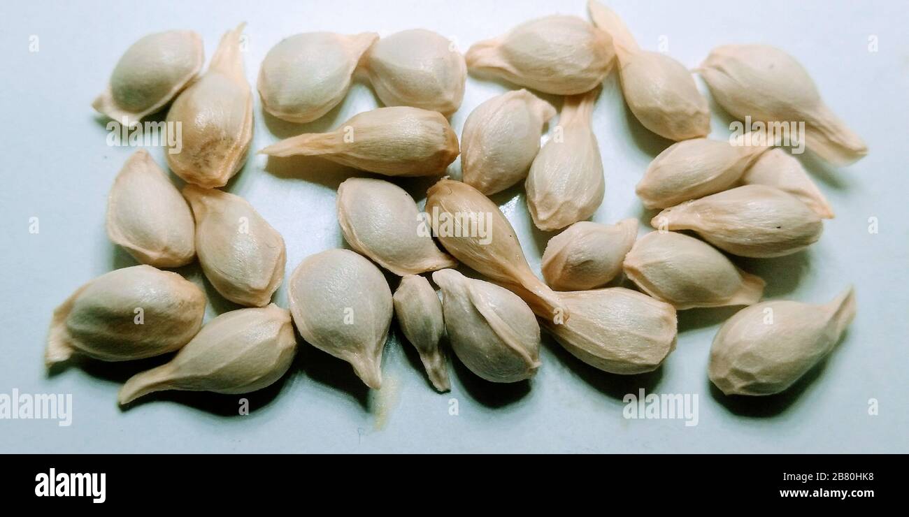 A picture of orange and lemon seeds Stock Photo - Alamy