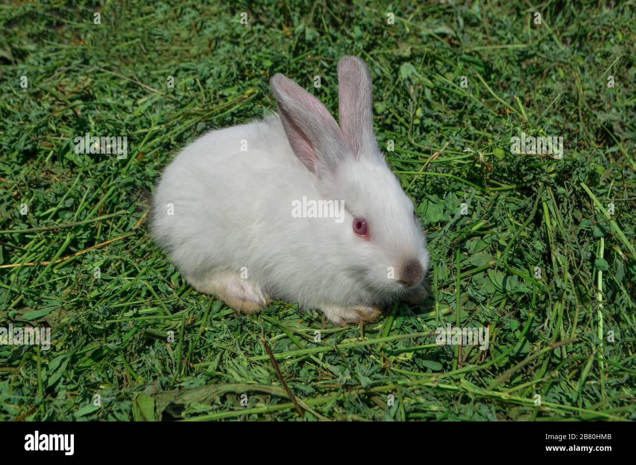 Rabbit in spring hi-res stock photography and images - Alamy