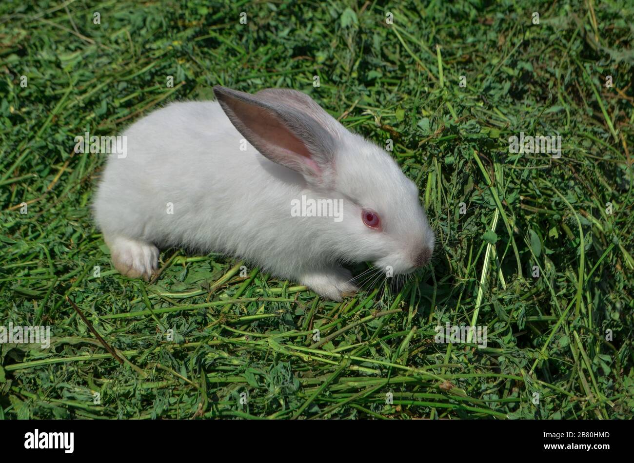 Rabbit in spring green grass background. White rabbit sitting on green ...
