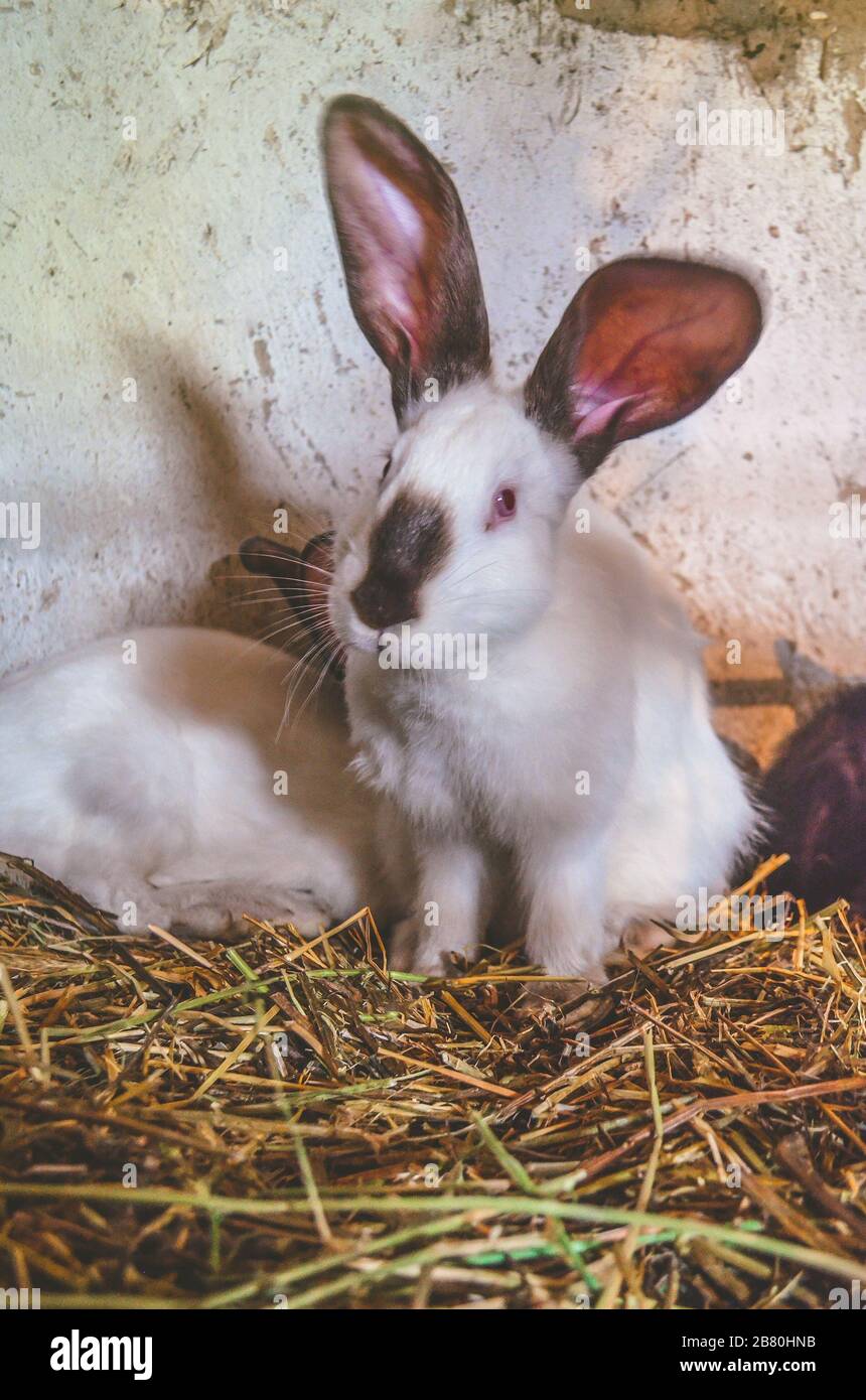 Cute bunny with fluffy hair. Black and white rabbit сlose up Stock ...