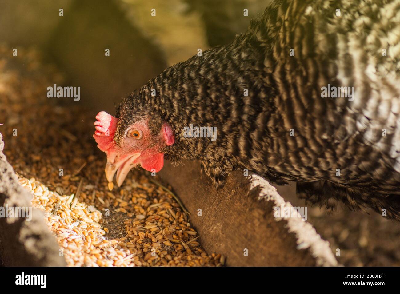 Hens feeding with corns in the hen house. Farm business with group of ...