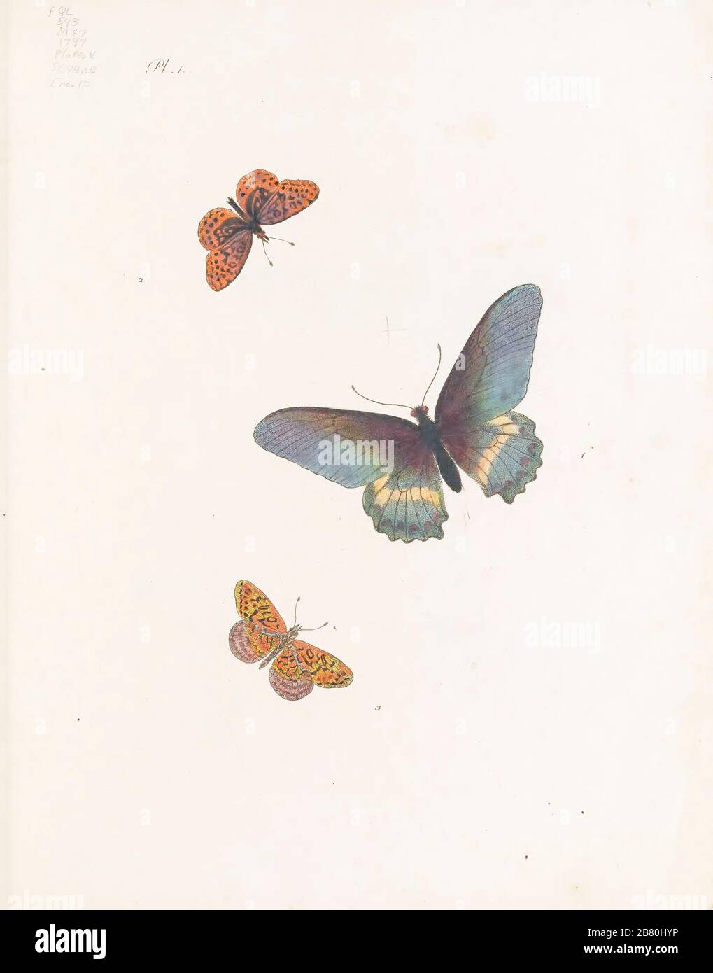 Psyche butterflies hi-res stock photography and images - Alamy