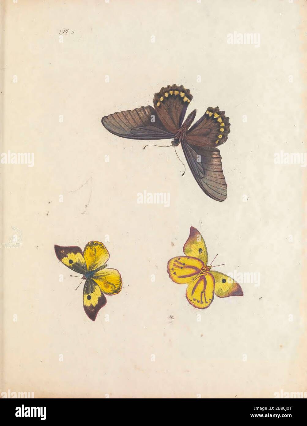 Psyche Butterflies High Resolution Stock Photography and Images - Alamy