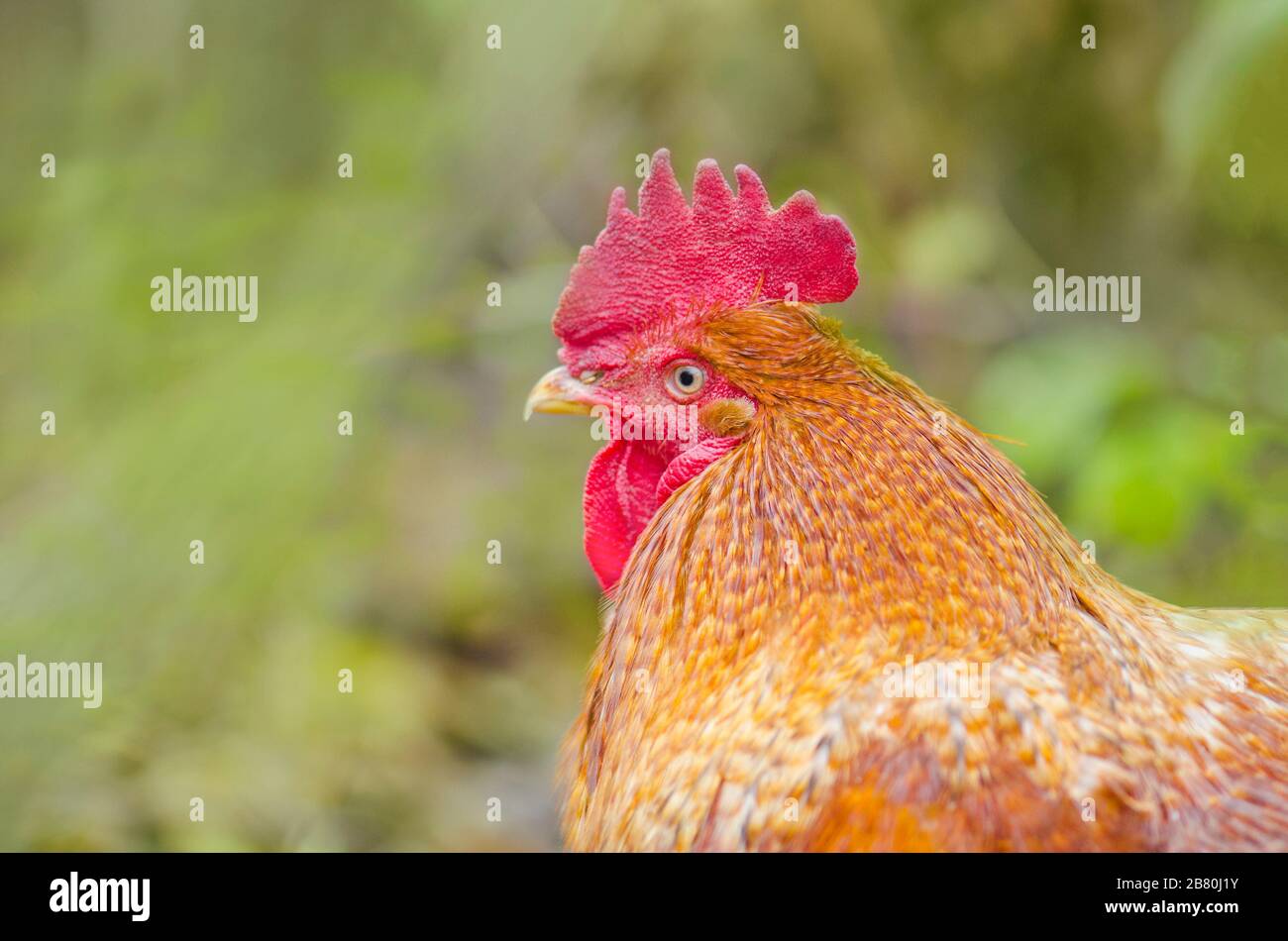 Colorful red rooster head in farm closeup Stock Photo - Alamy