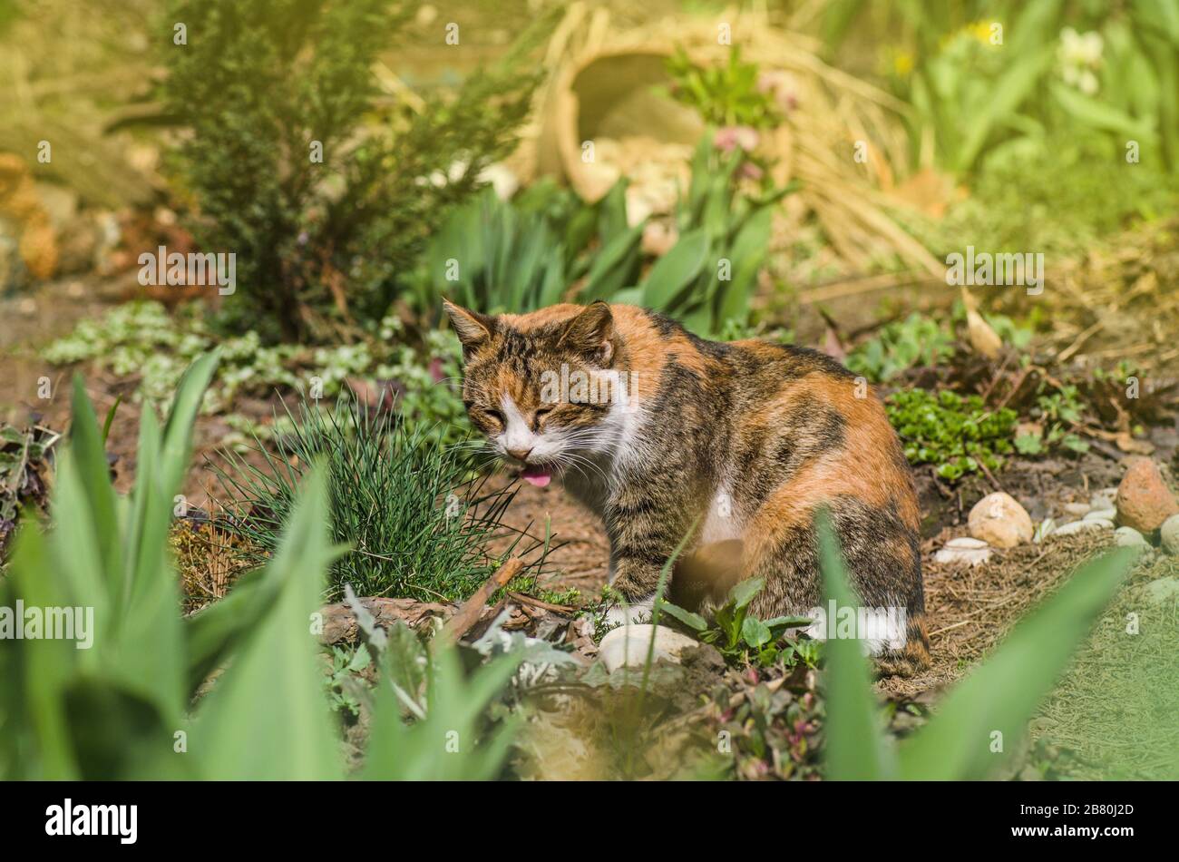 Three colored cat sitting in grass. Tricolor cat lick with tongue tasty . Calico cat sits in the ...
