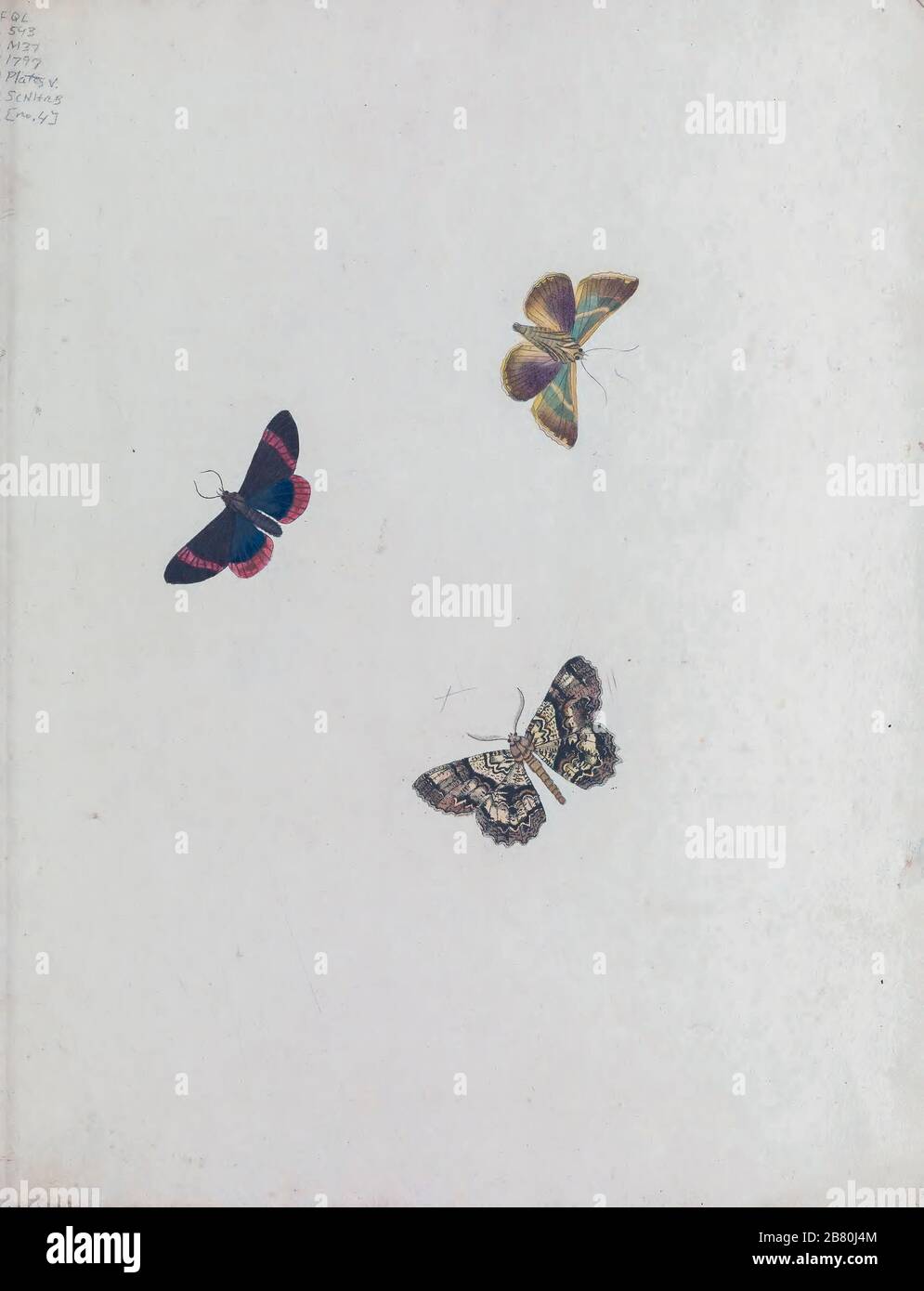 Psyche Butterflies High Resolution Stock Photography and Images - Alamy