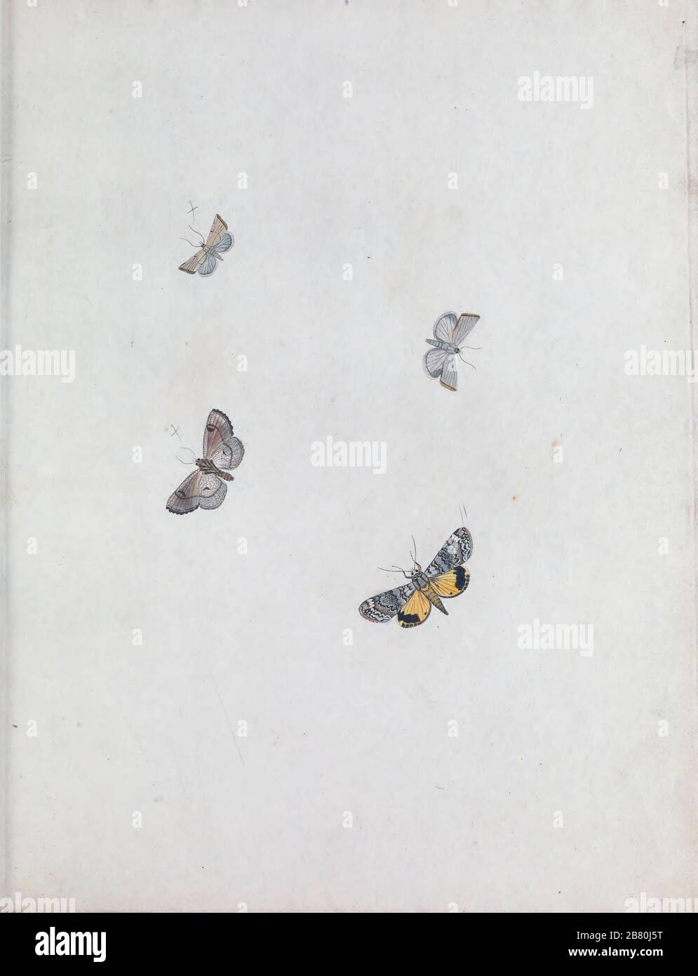 Psyche Butterflies High Resolution Stock Photography and Images - Alamy