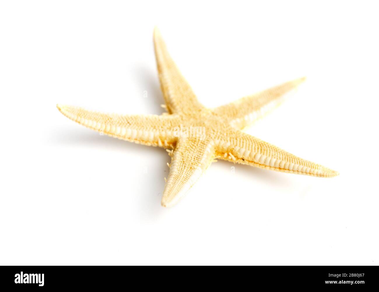 Starfish on aquarium Cut Out Stock Images & Pictures - Alamy