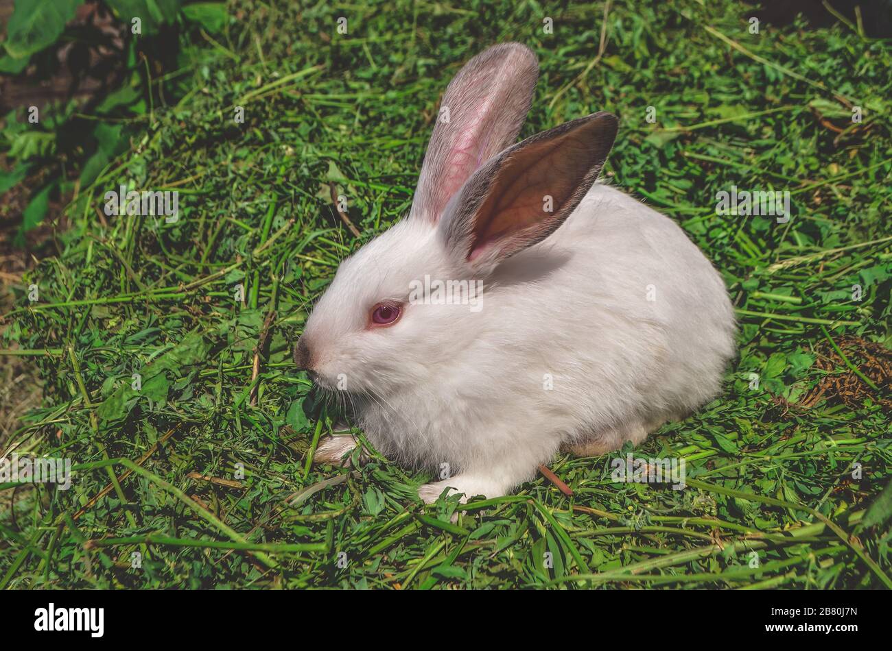 Rabbit in spring green grass background. White rabbit sitting on green ...