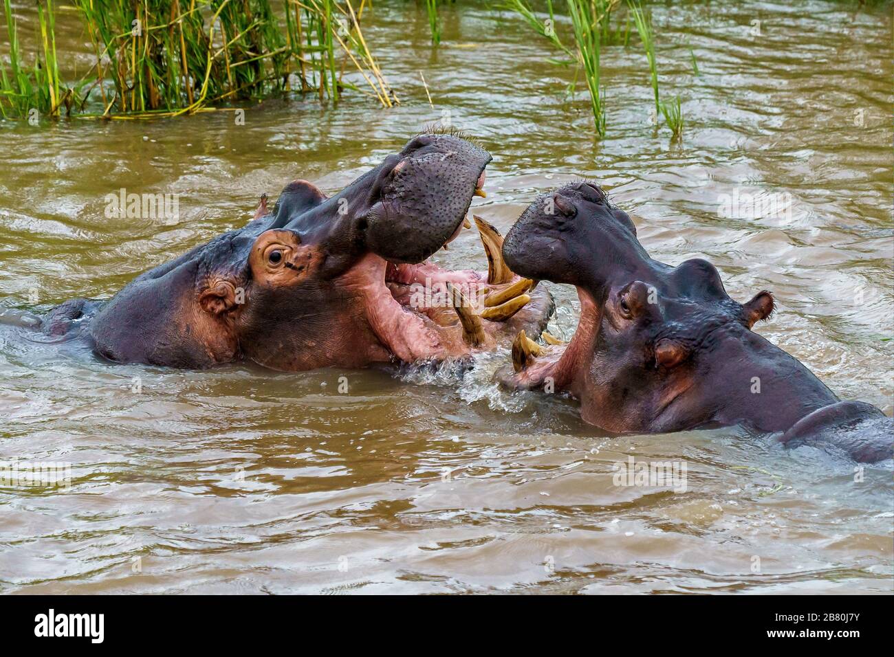 Hippos playing each other in the water during daytime Stock Photo - Alamy