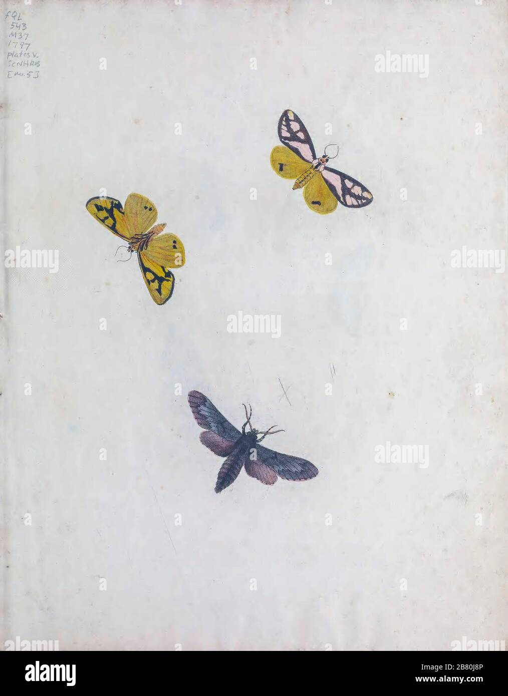 Psyche Butterflies High Resolution Stock Photography and Images - Alamy