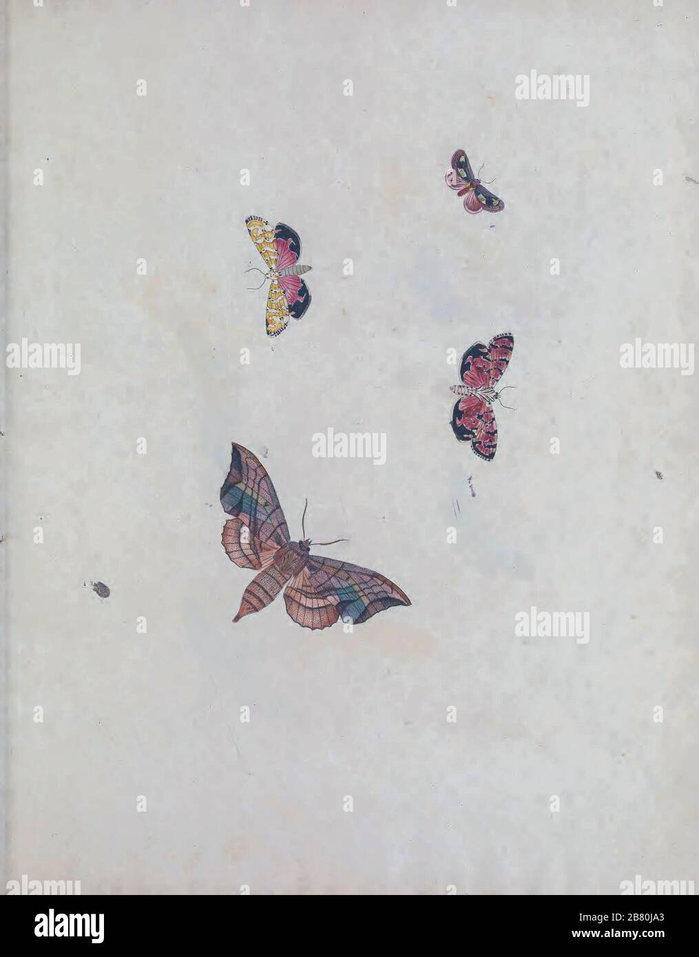 Psyche butterflies hi-res stock photography and images - Alamy