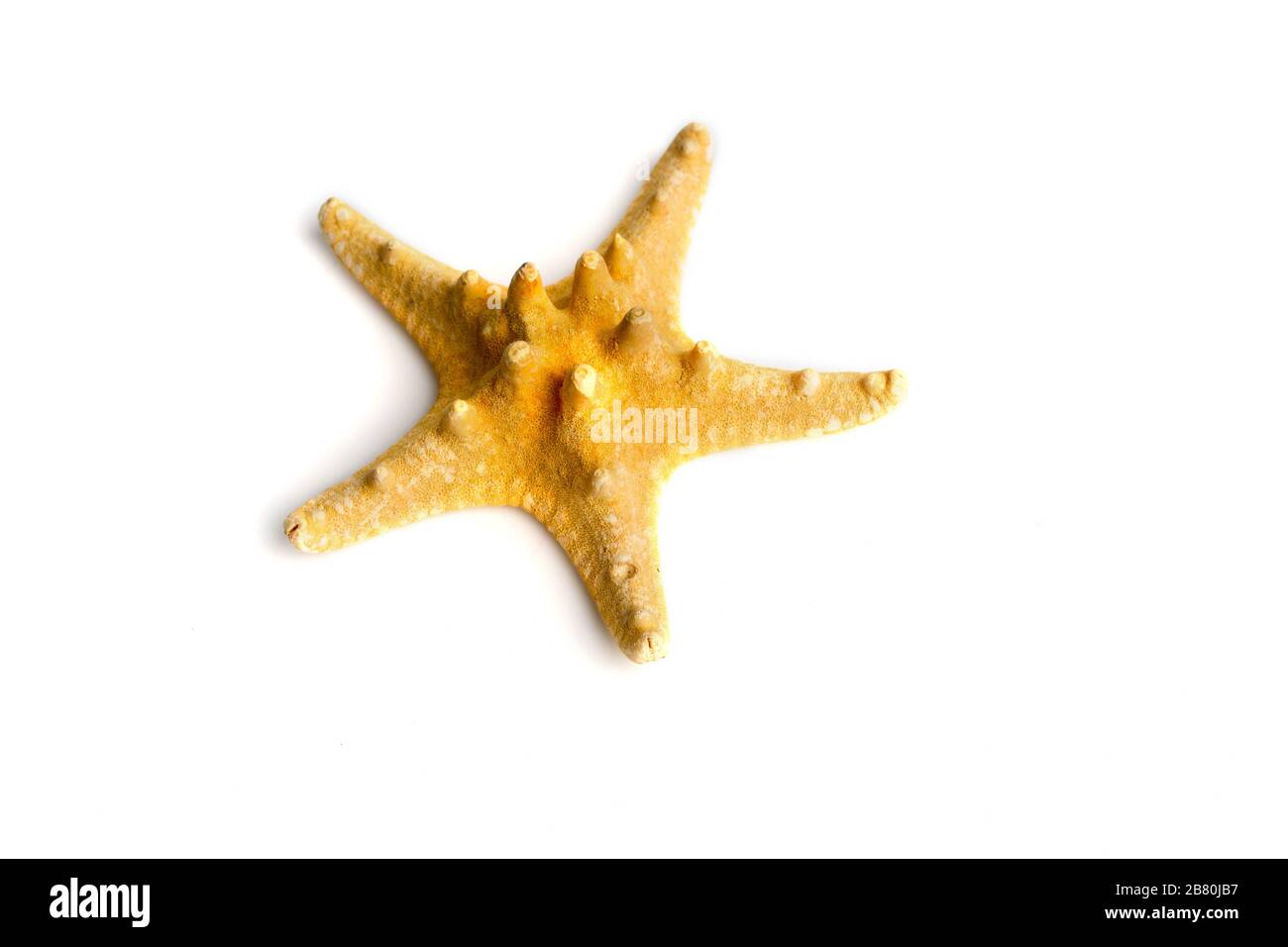 White seastar hi-res stock photography and images - Alamy