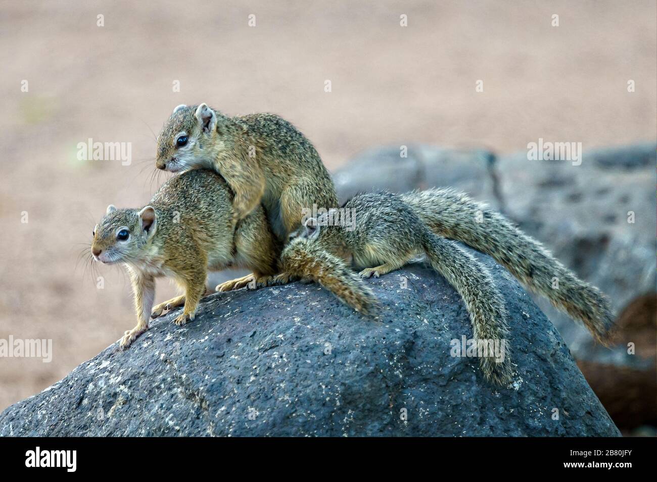 Shallow Focus Shot Of Male And Female Squirrels Mating On The Rock With A Small Squirrel On The