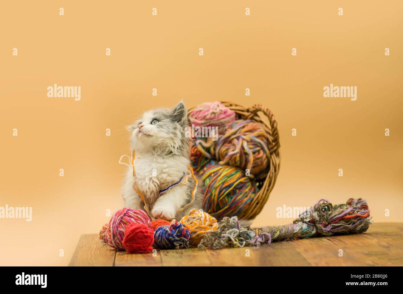 Cute fluffy cat is playing with ball of knitting. Cute kitten and ball ...