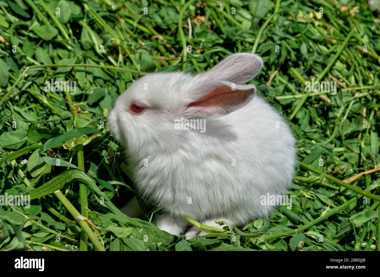 Rabbit in spring green grass background. White rabbit sitting on green ...