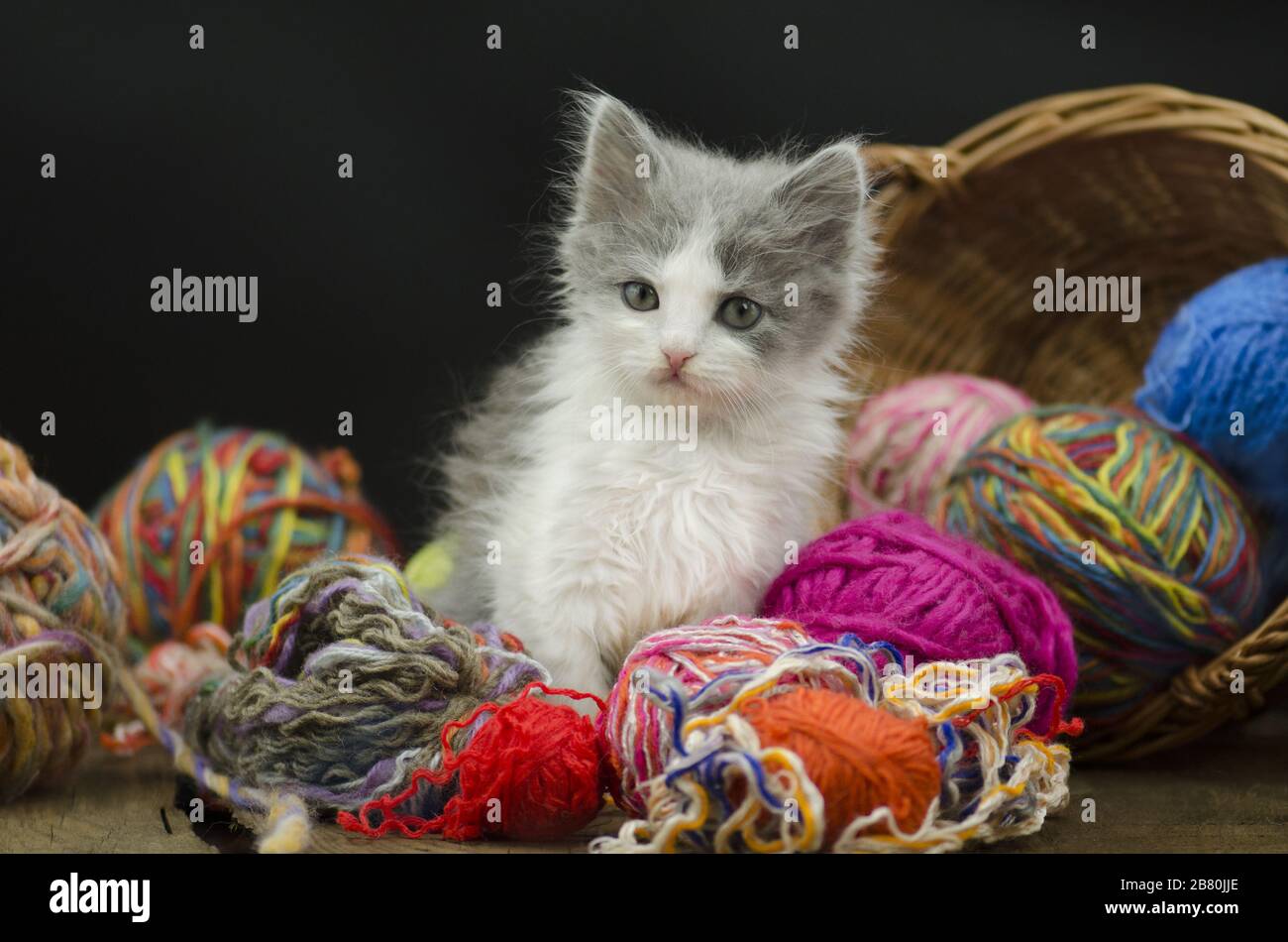 Cat playing with a ball of yarn. Kitten playing with a ball of wool ...