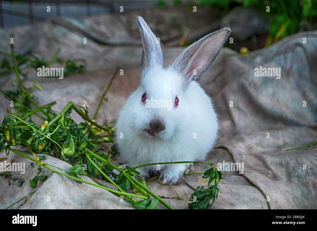 Rabbit in spring green grass background. White rabbit sitting on green ...