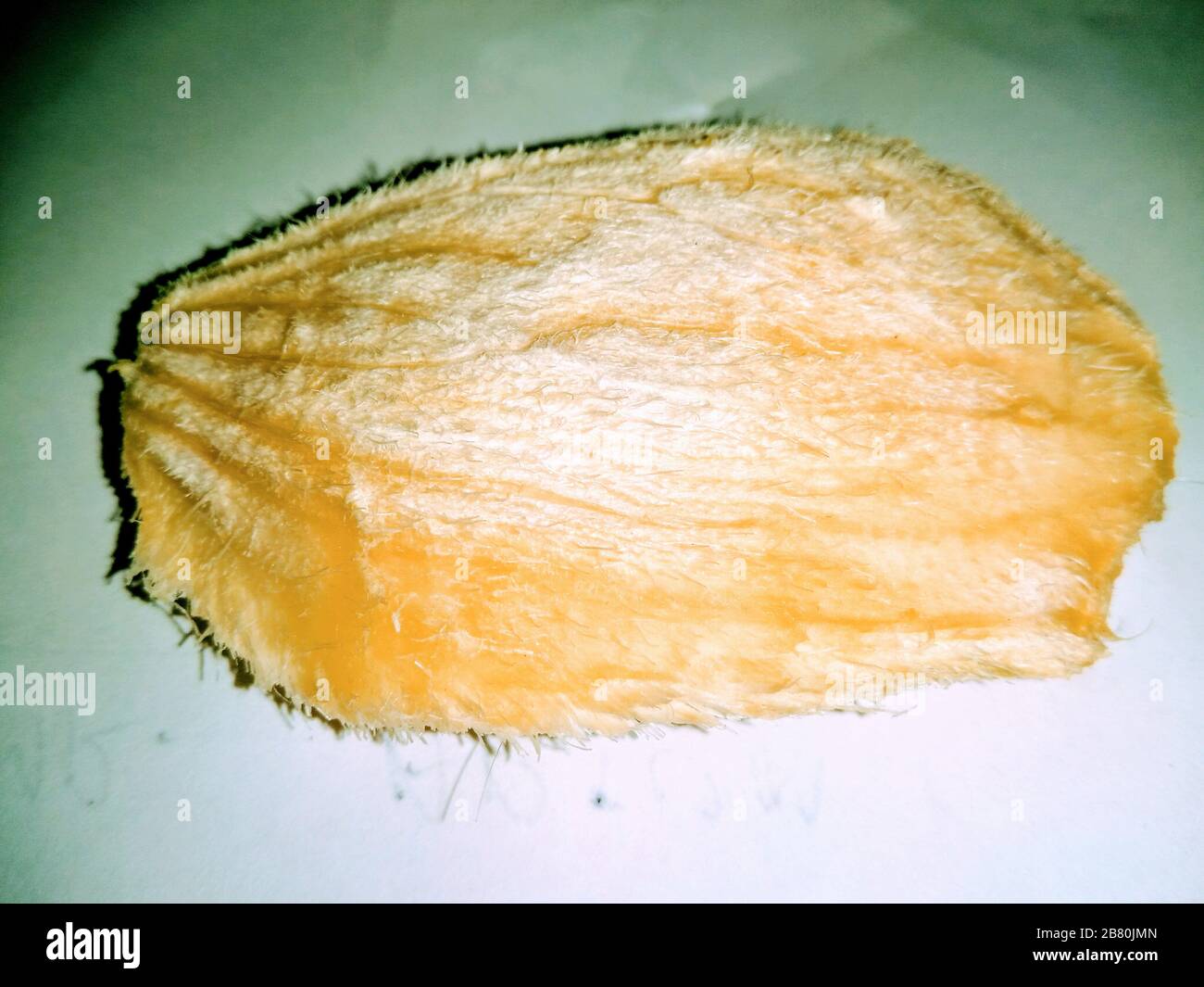 A picture of mango seed's Stock Photo - Alamy