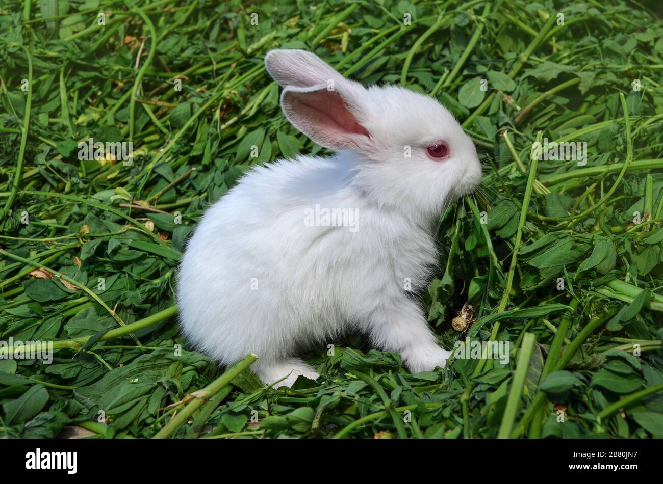 Cute white rabbit in grass. Rabbit in spring green grass background ...