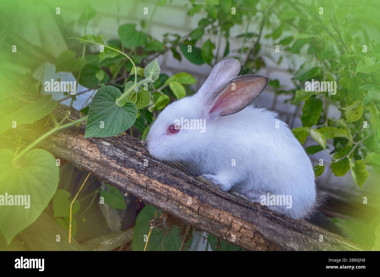 Rabbit in spring green grass background. White rabbit sitting on green ...