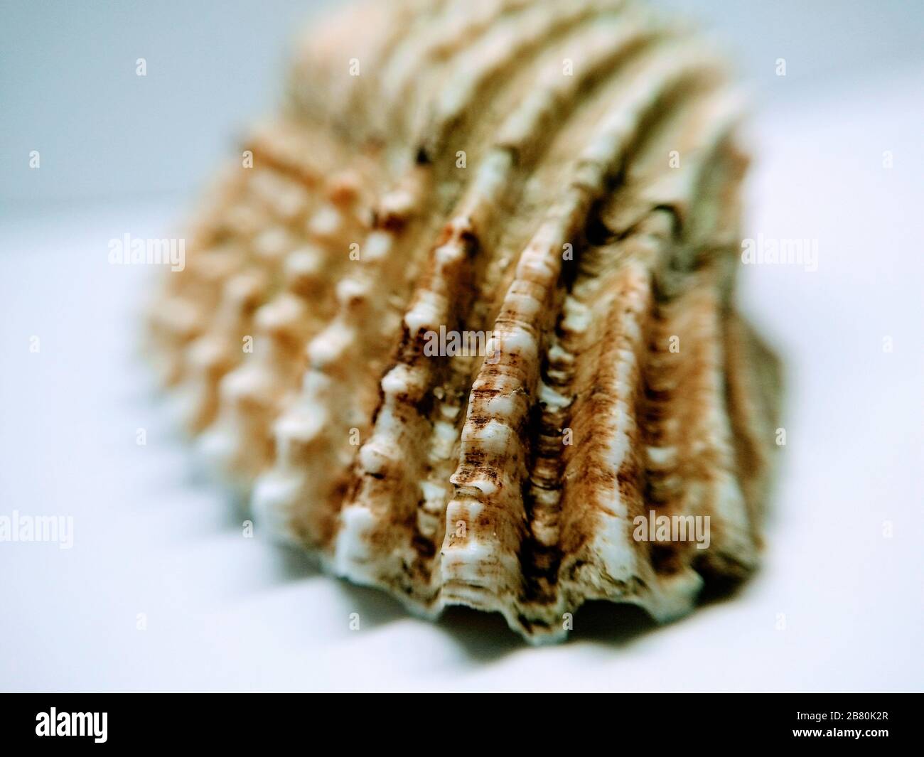 A picture of sea stone Stock Photo - Alamy