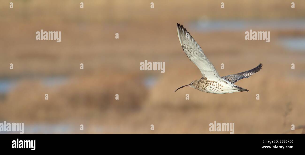 Curved wings hi-res stock photography and images - Alamy