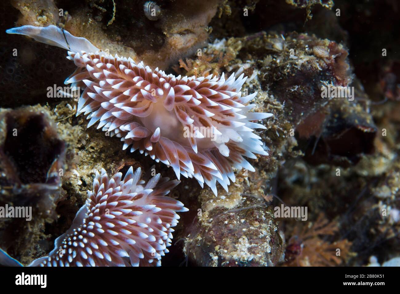 Two Cape silvertip nudibranchs (Janolus capensis) together on the reef ...