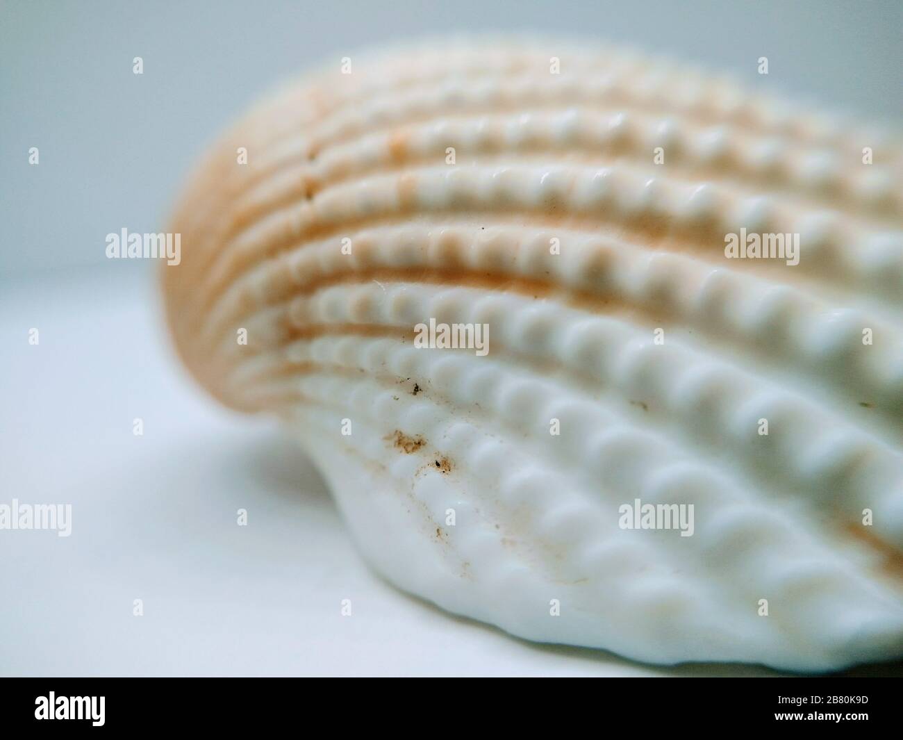 A picture of sea stone Stock Photo - Alamy
