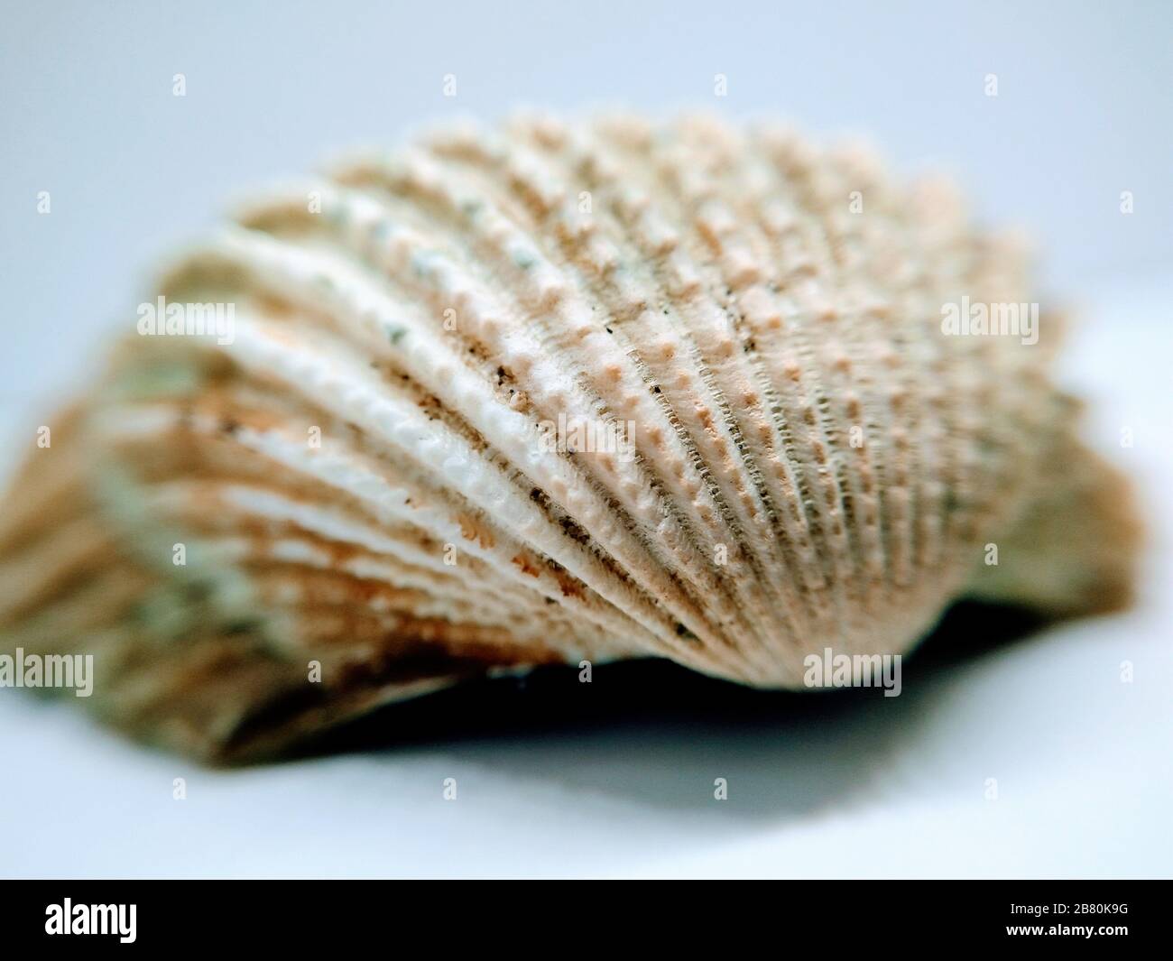 A picture of sea stone Stock Photo - Alamy