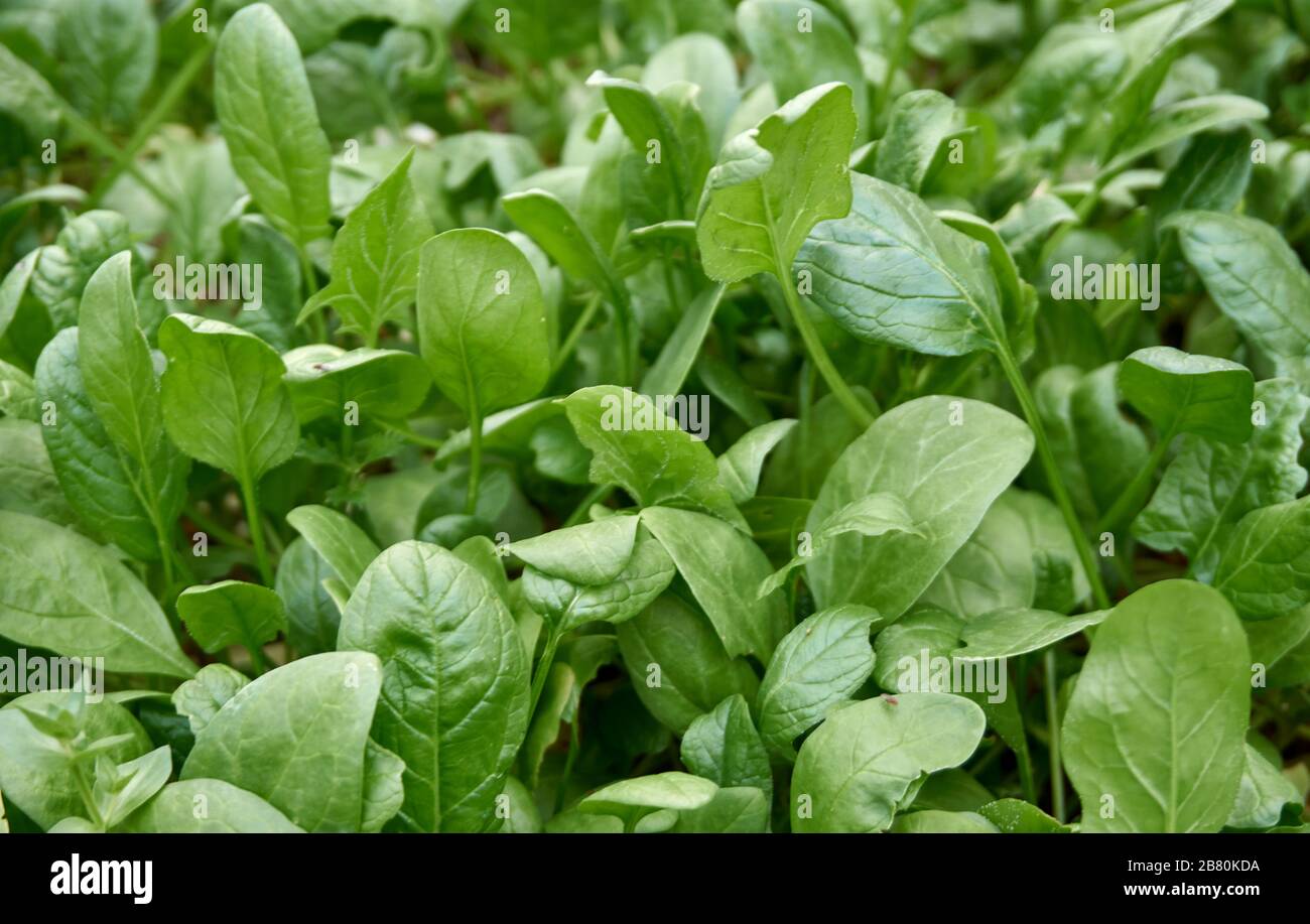 Fresh spinach in glass hi-res stock photography and images - Alamy