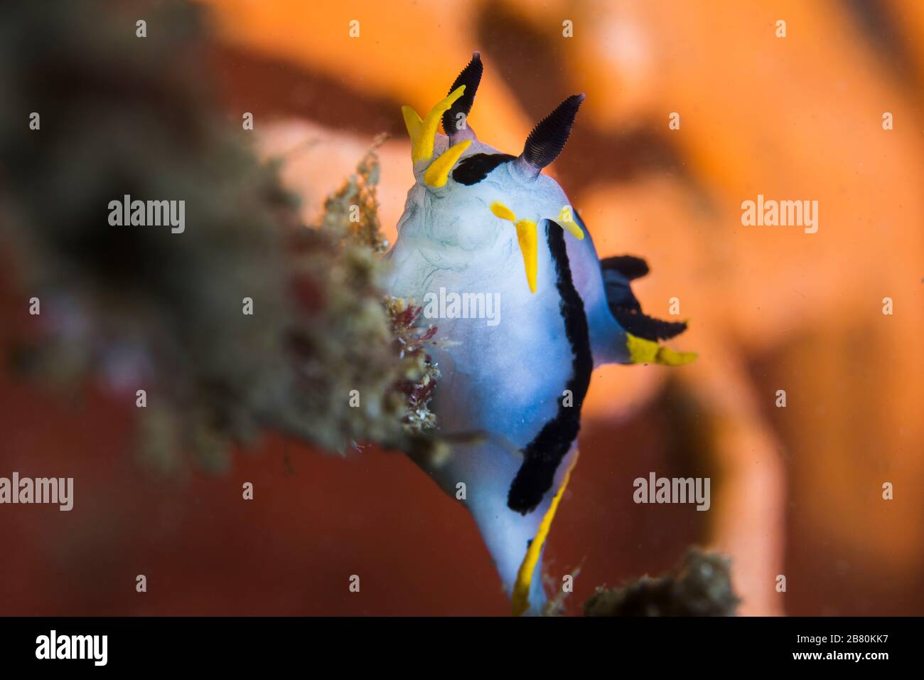 A Crowned nudibranch (Polycera capensis Stock Photo - Alamy