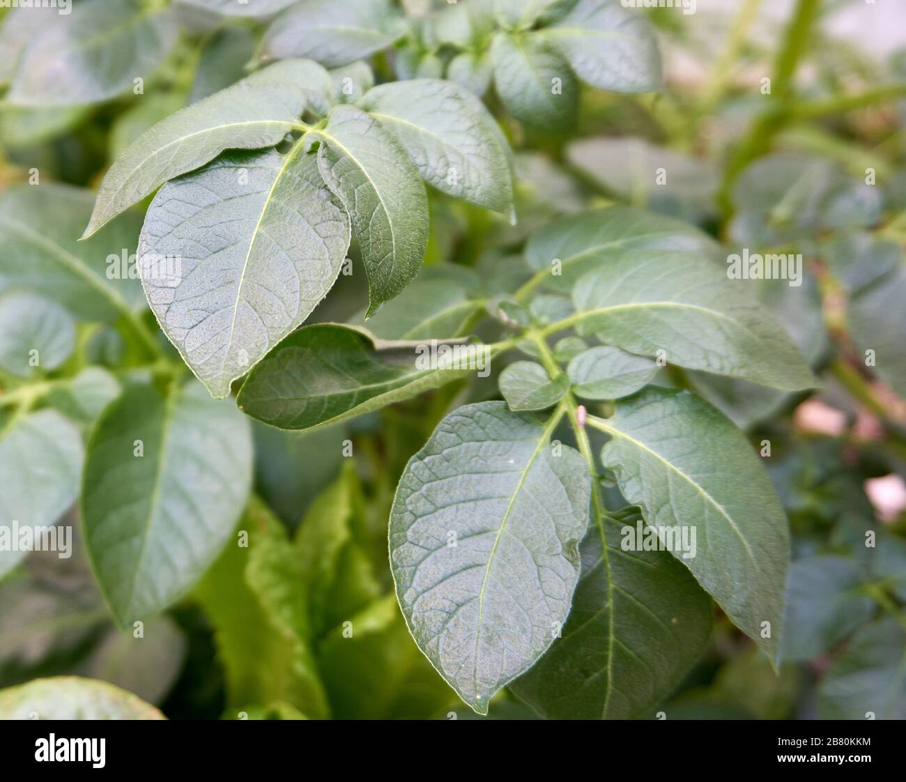 Potato leaf plant healthy hi-res stock photography and images - Alamy